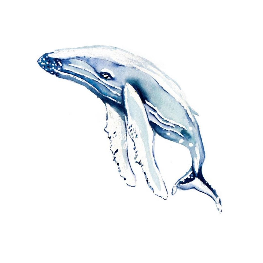Large Whale Wall Decal – Little Rae Prints
